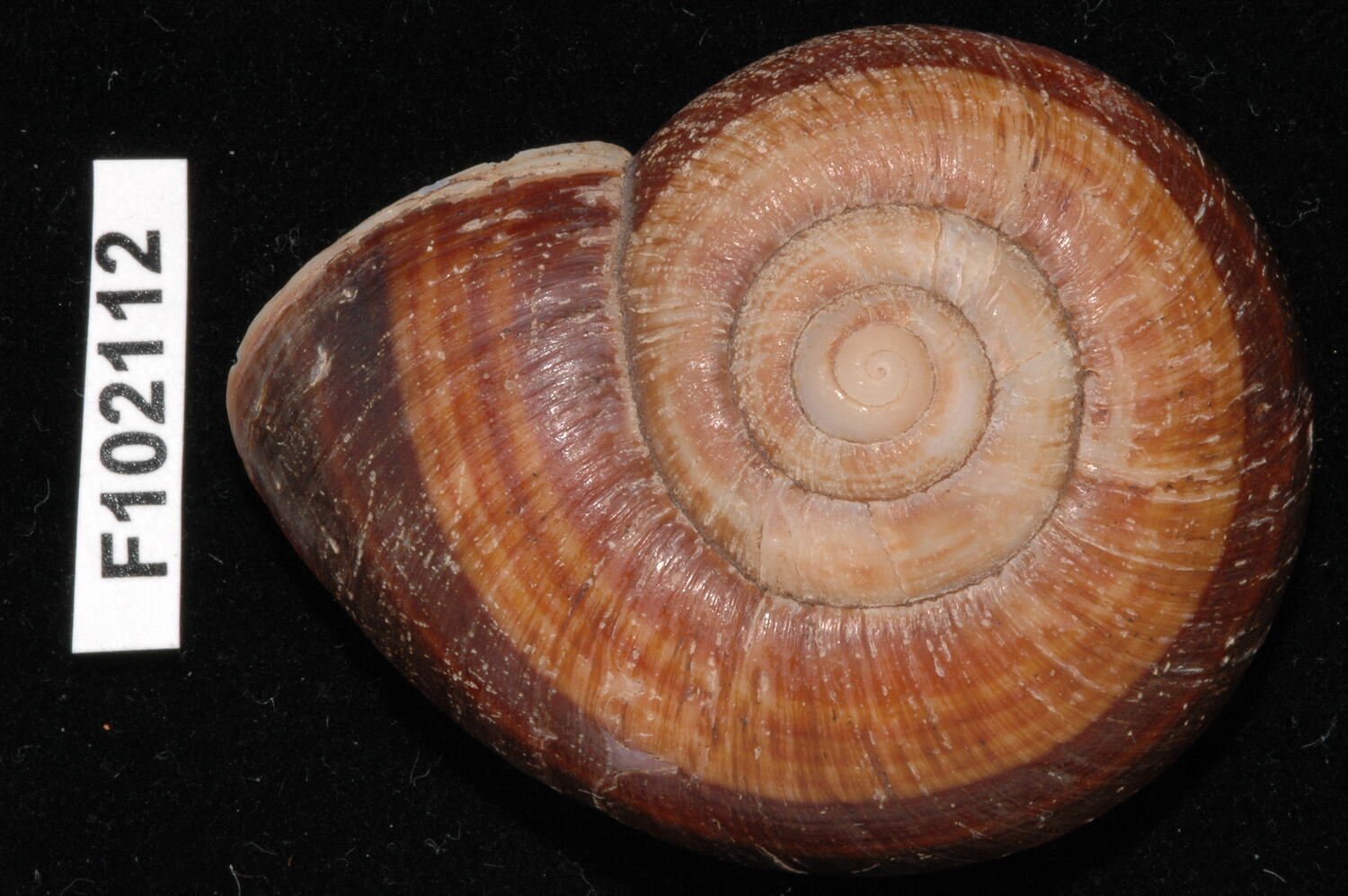 Pedinogyra effossa Iredale, 1937