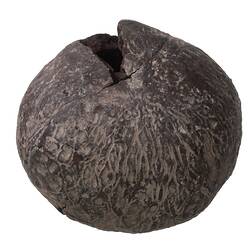 Plesiocapparis prisca F.Muell.