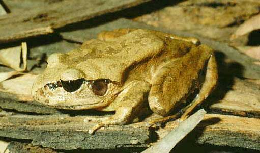 Mixophyes balbus Straughan, 1968, Stuttering Frog