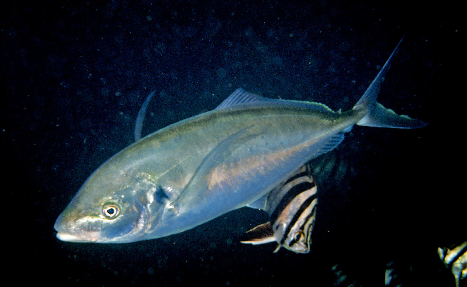 Pseudocaranx georgianus (Cuvier, 1833), Silver Trevally