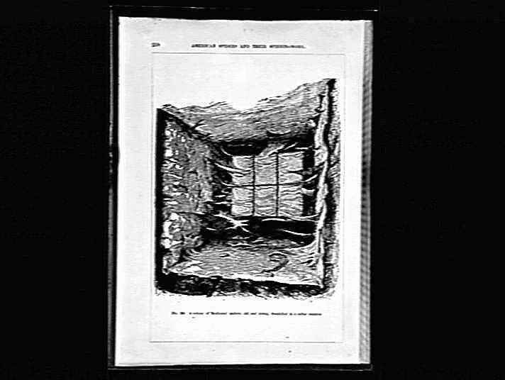 Glass Negative - Spider Web, by A.J. Campbell, Australia, circa 1900