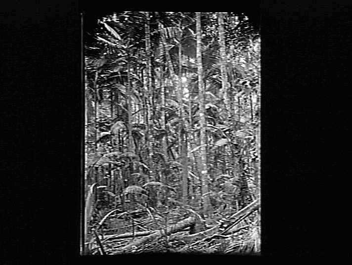 Glass Negative - Forest, by A.J. Campbell, Bellenden (?), Queensland ...