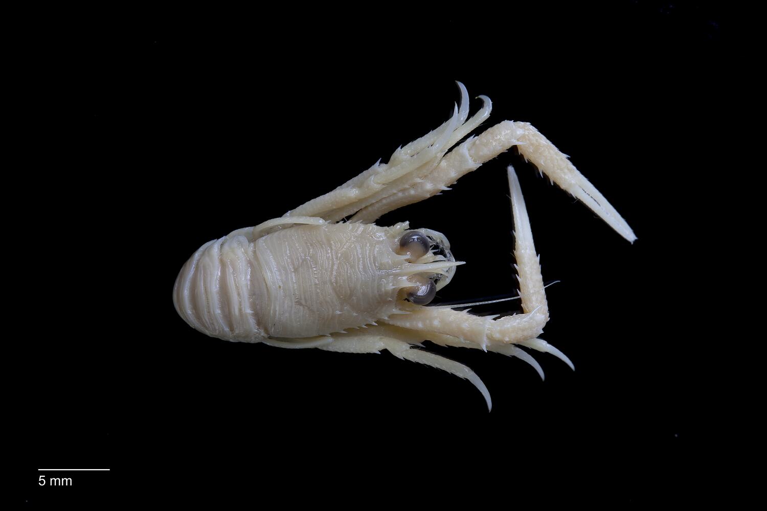 Munida gregaria (Fabricius, 1793)