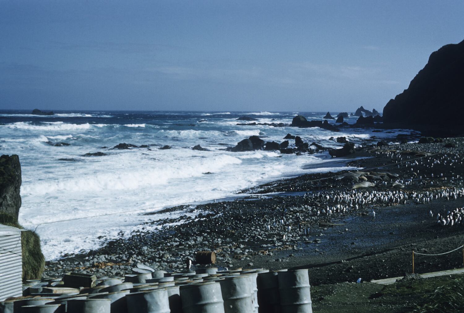 Slide - Hurd Point, Macquarie Island, Tasmania, Dec 1959