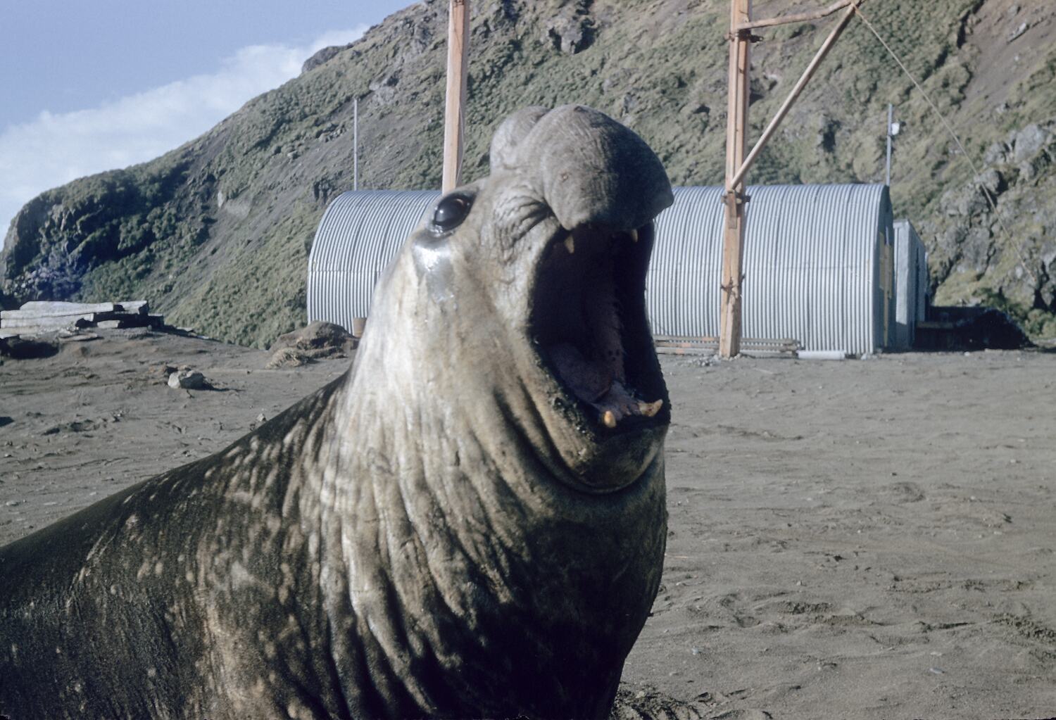 Slide - Bull Seal, Macquarie Island, Tasmania, Dec 1959