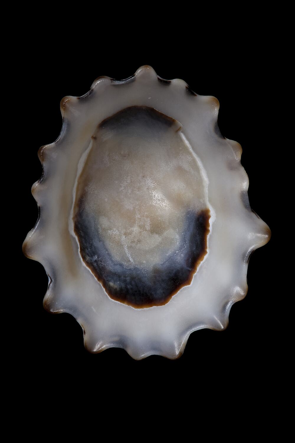 Patelloida alticostata (Angas, 1865)