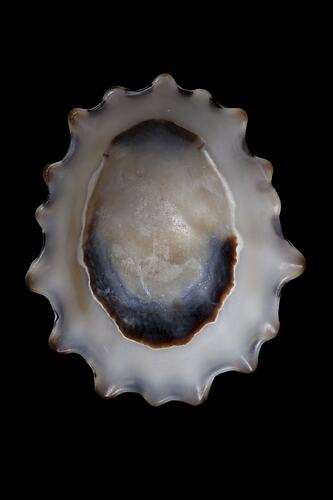 Patelloida alticostata (Angas, 1865)