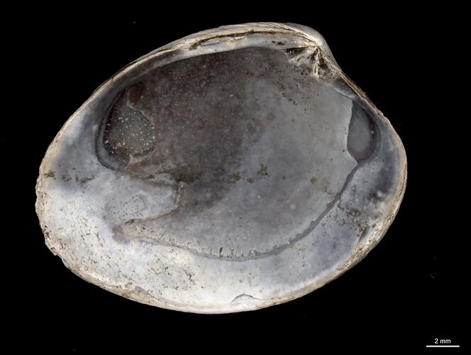 Katelysia rhytiphora (Lamy, 1935)