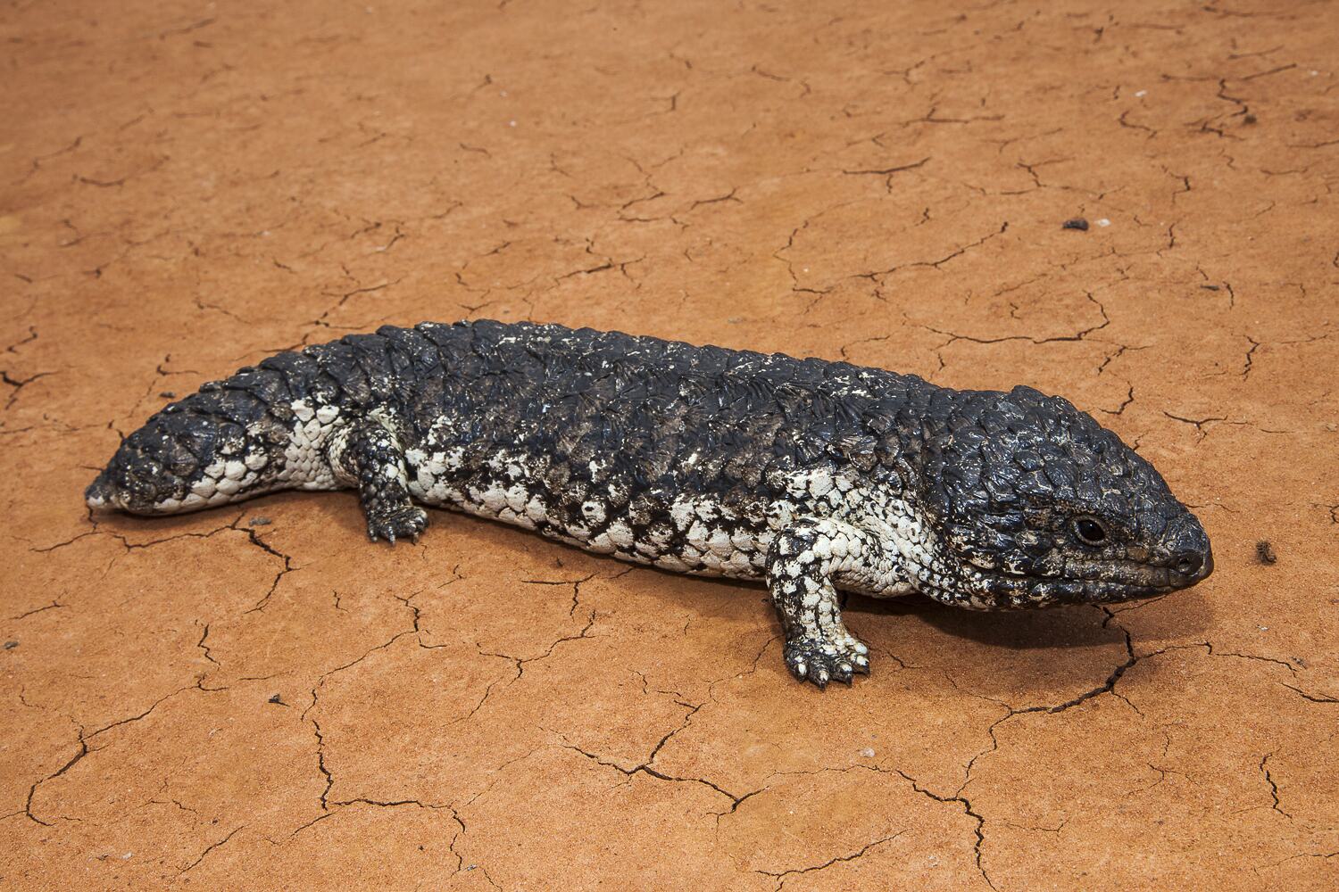 Tiliqua rugosa (Gray, 1825), Stumpy-tail Lizard