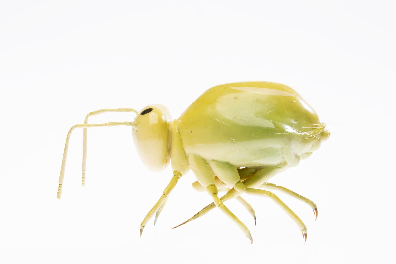 Model - Lucerne Flea, Judy Bishop, 1956