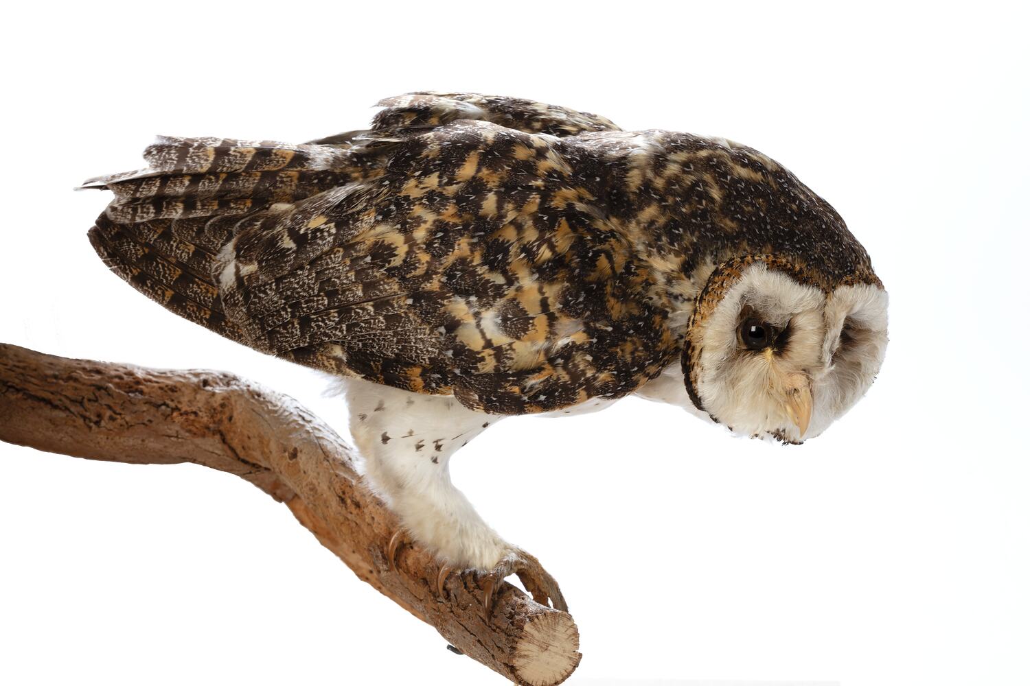 Tyto novaehollandiae