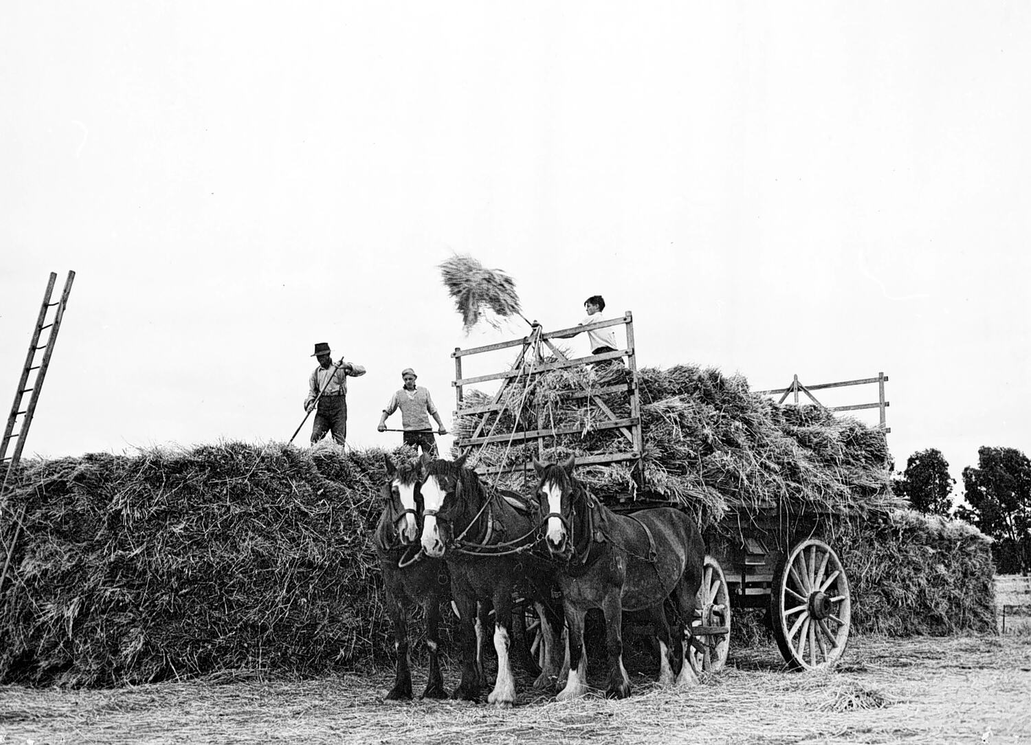 Negative - Students Building Haystack, Longerenong Agricultural College ...