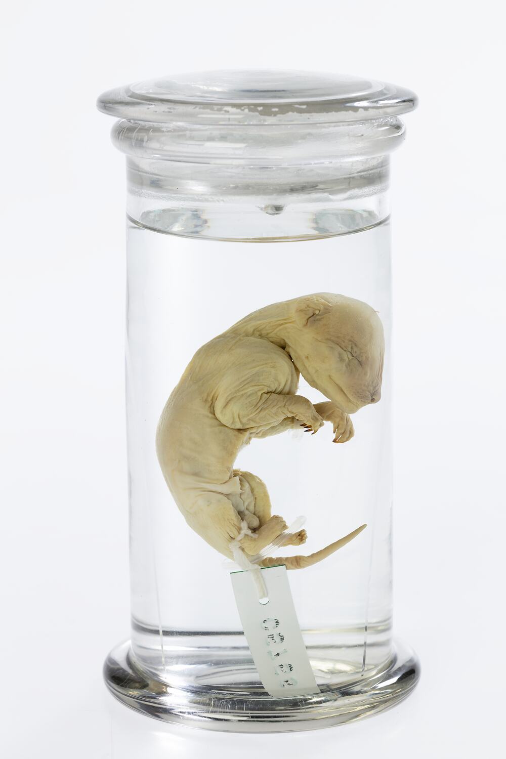 Research Focus, Genetic Conservation - Thylacine Joey, Thylacinus ...