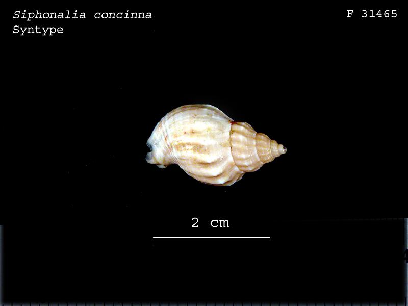 Siphonalia concinna Adams, 1863