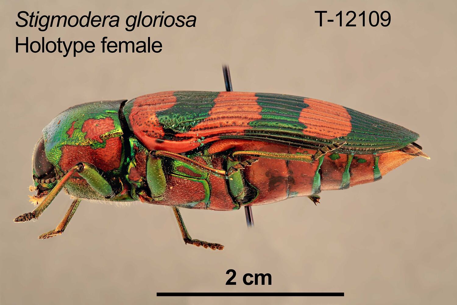 Stigmodera gloriosa Carter, 1916