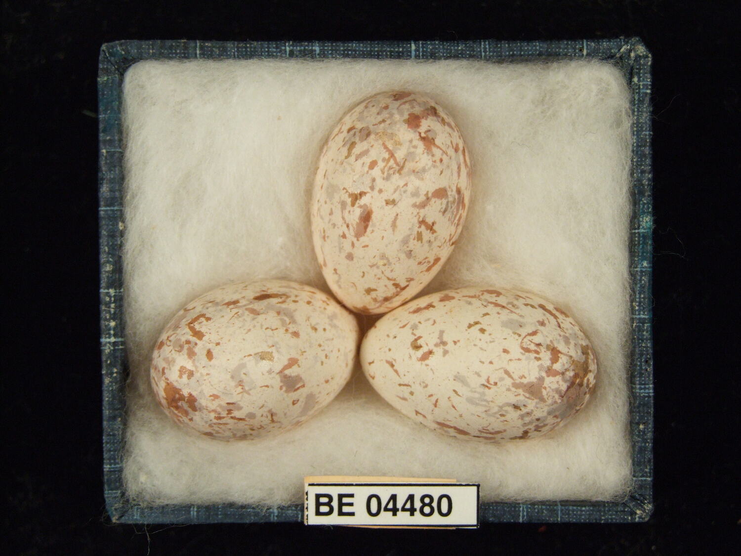 Dicrurus bracteatus baileyi