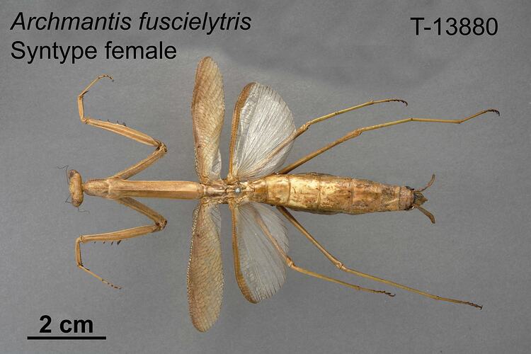 Mantis fuscielytris McCoy, 1886