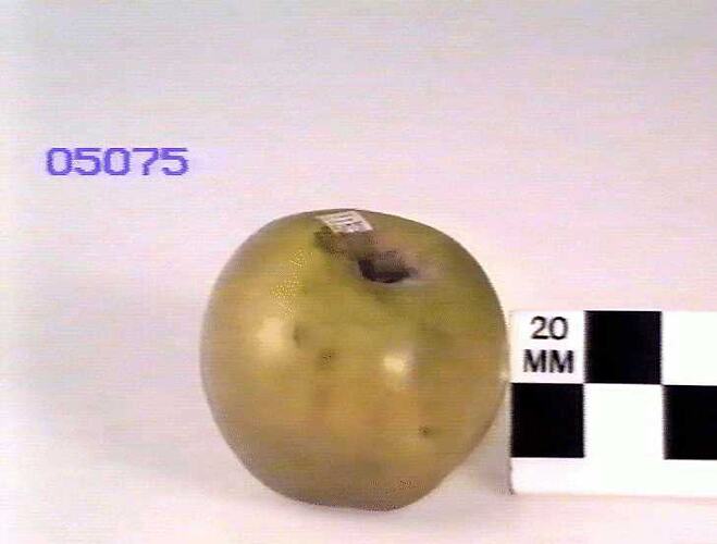 Apple Model - Schell, Burnley, 1878