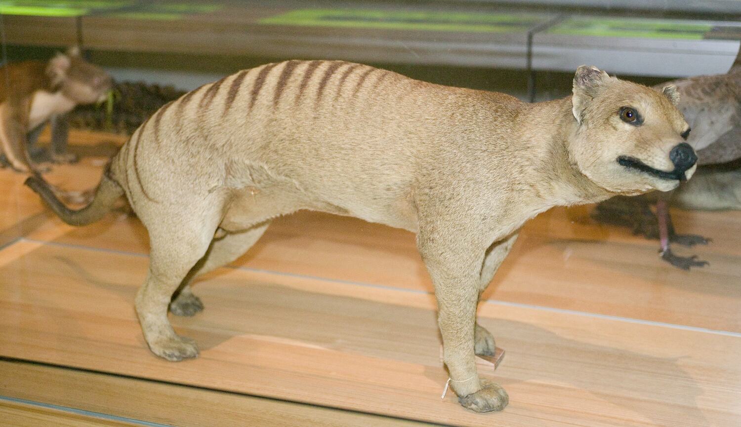 Thylacinus cynocephalus (Harris, 1808)