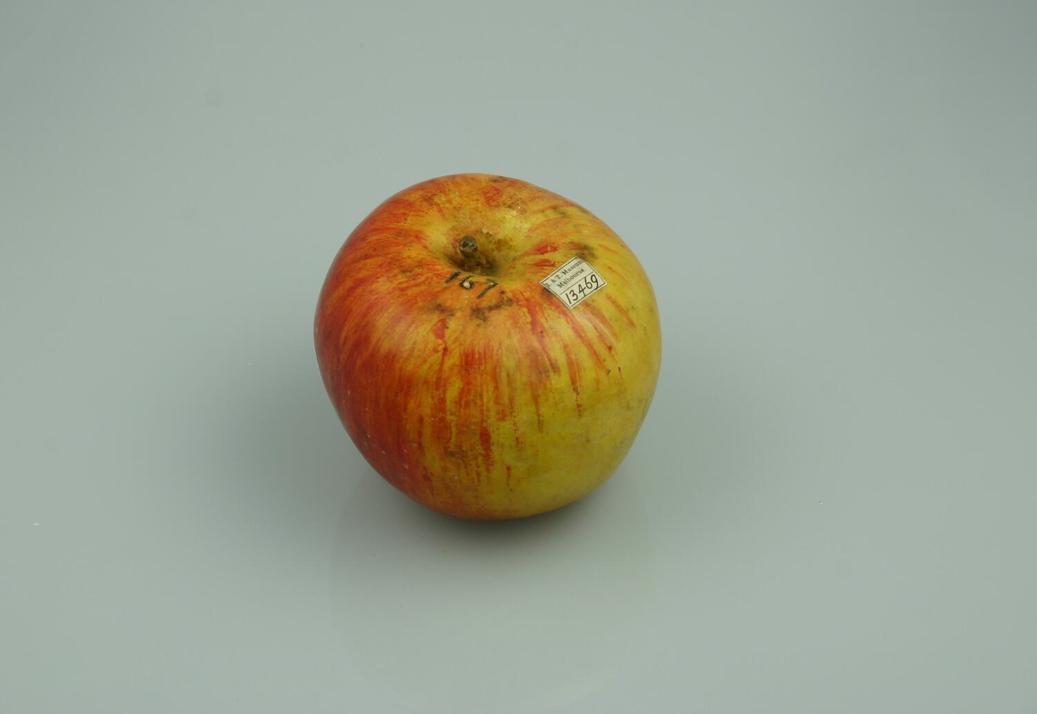 Apple Model - Ginston's Nonpareil, Greensborough, Victoria, 1875
