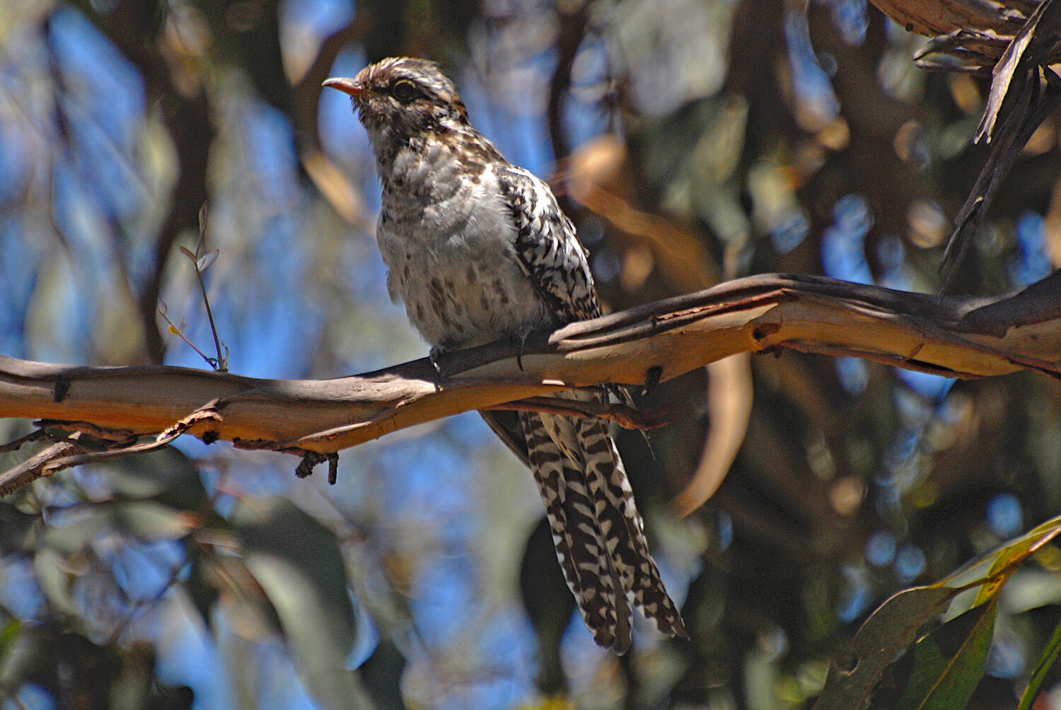 Cuculus pallidus, Pallid Cuckoo