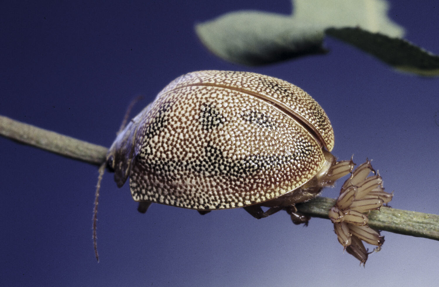 Paropsis atomaria Olivier, 1807, Eucalyptus Leaf Beetle