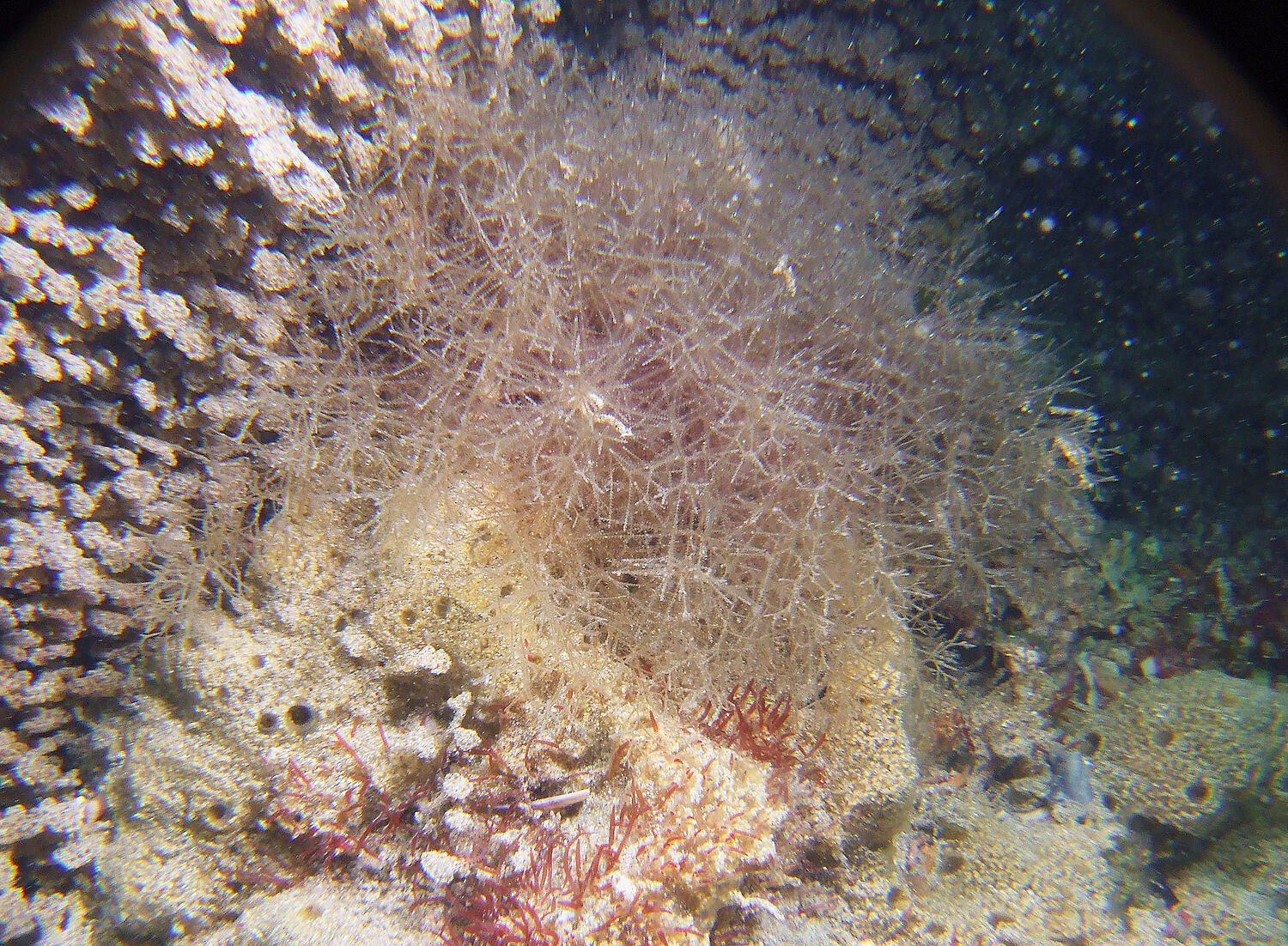 Amphisbetia fasciculata (Kirchenpauer, 1864), Hydroid