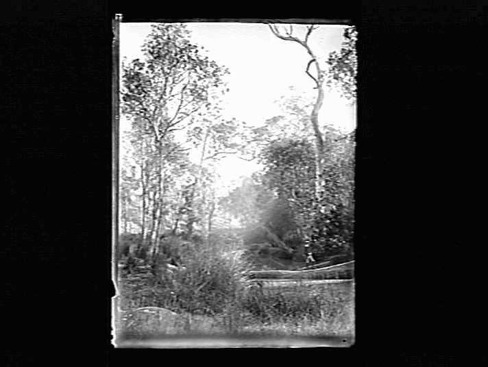 Glass Negative - Forest near River, by A.J. Campbell, Australia, circa 1900