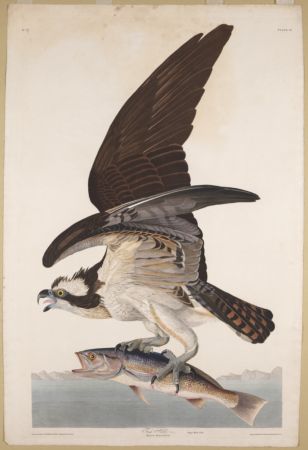 Hand-coloured aquatint, engraving - Fish Hawk, Male, Falco haliaetus ...