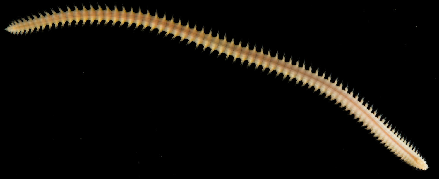 Nephtys australiensis Fauchald, 1965