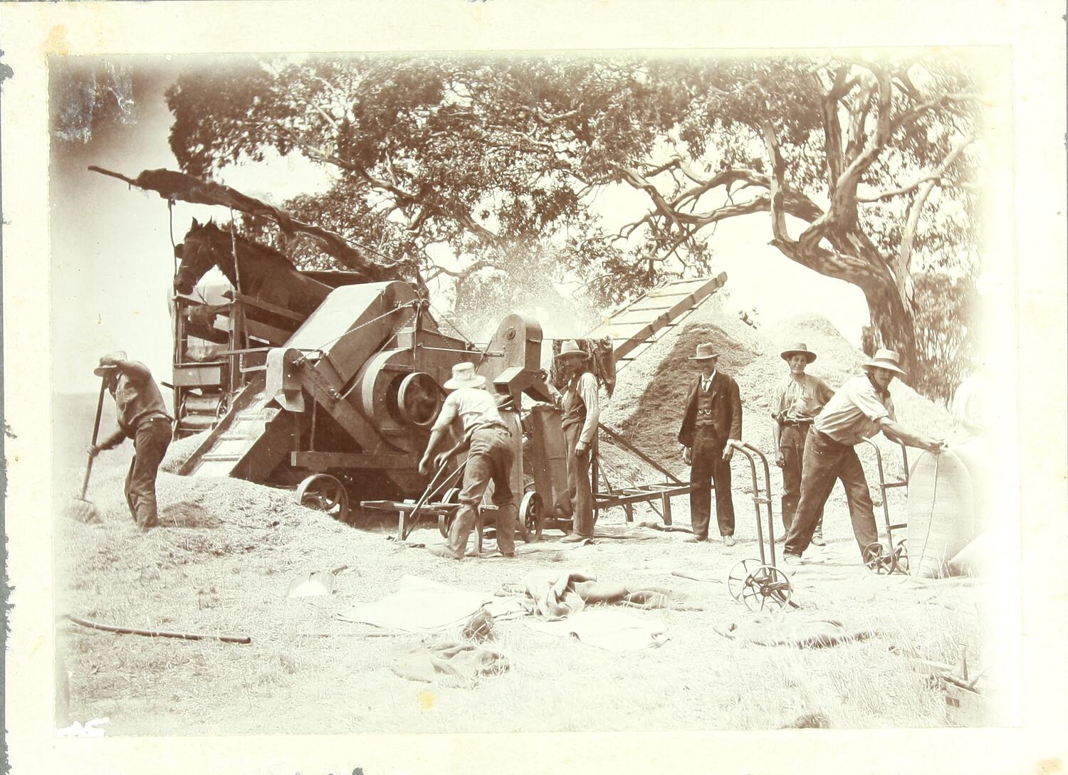 Photograph - Horse Tread Mill and Winnowing Machine, Mallee, South ...