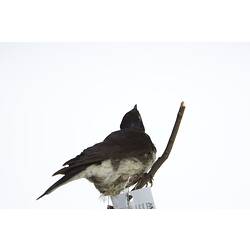 Cinnyricinclus leucogaster verreauxi