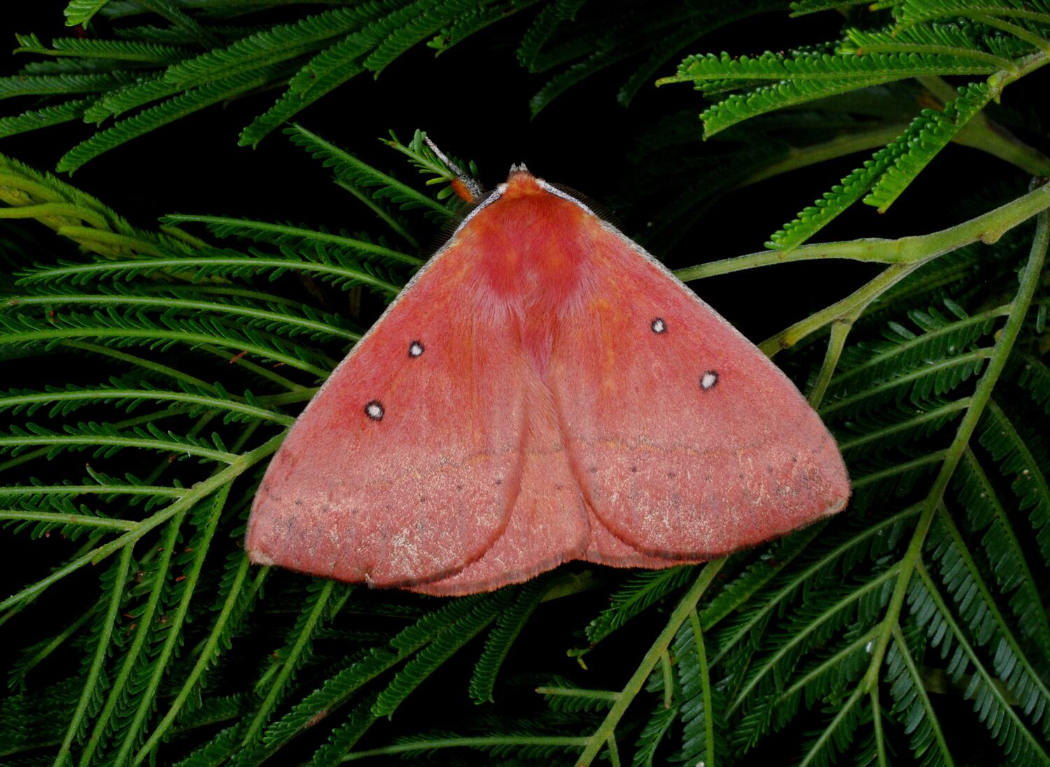 Anthela nicothoe (Boisduval, 1832), Urticating Anthelid Moth
