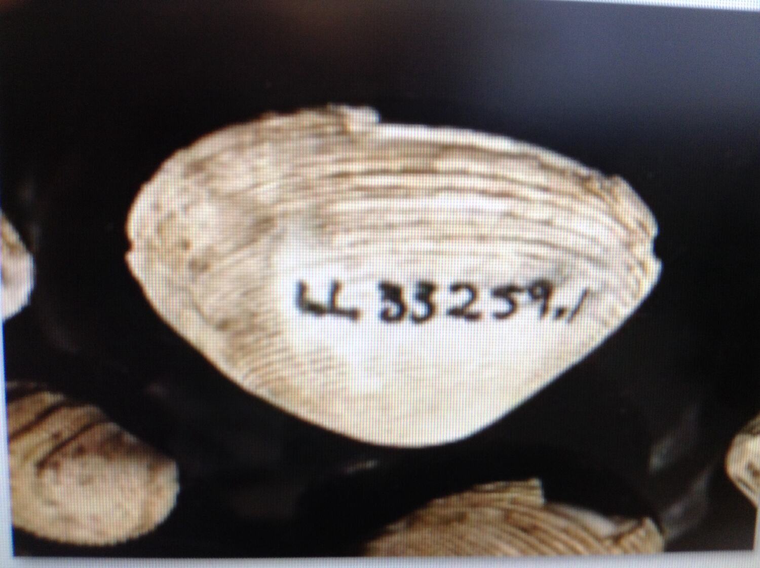 Shell - Bivalve, 1850-1900