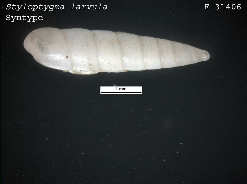 Styloptygma larvula Adams, 1862
