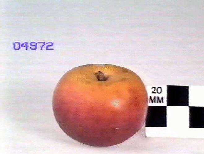 Apple Model - Scarlet Nonpareil, Sunbury, 1875