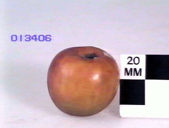 Apple Model - Blut Apfel, Burnley, 1879