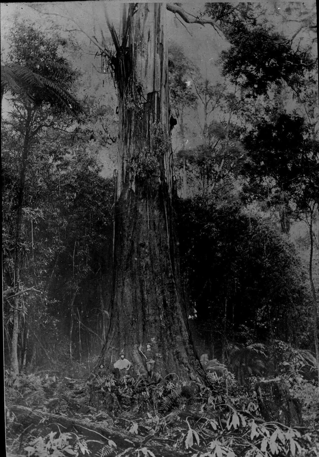 Lantern Slide - Giant Ash Tree, Olinda, Victoria, 1890