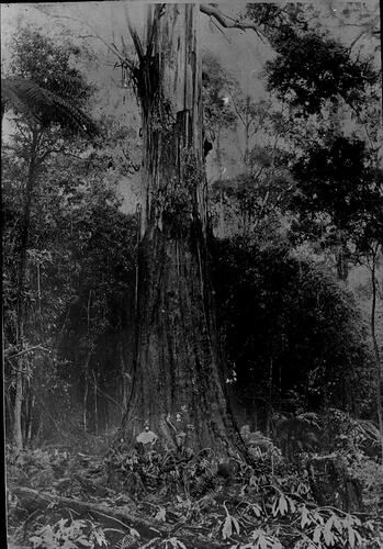 Lantern Slide - Giant Ash Tree, Olinda, Victoria, 1890