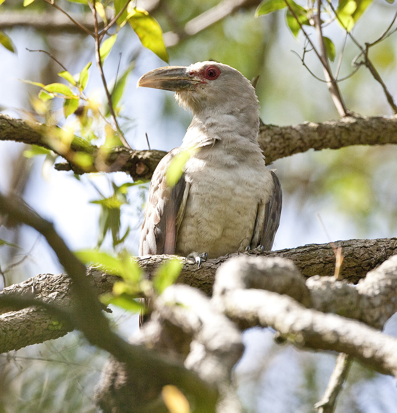 Scythrops novaehollandiae, Channel-billed Cuckoo