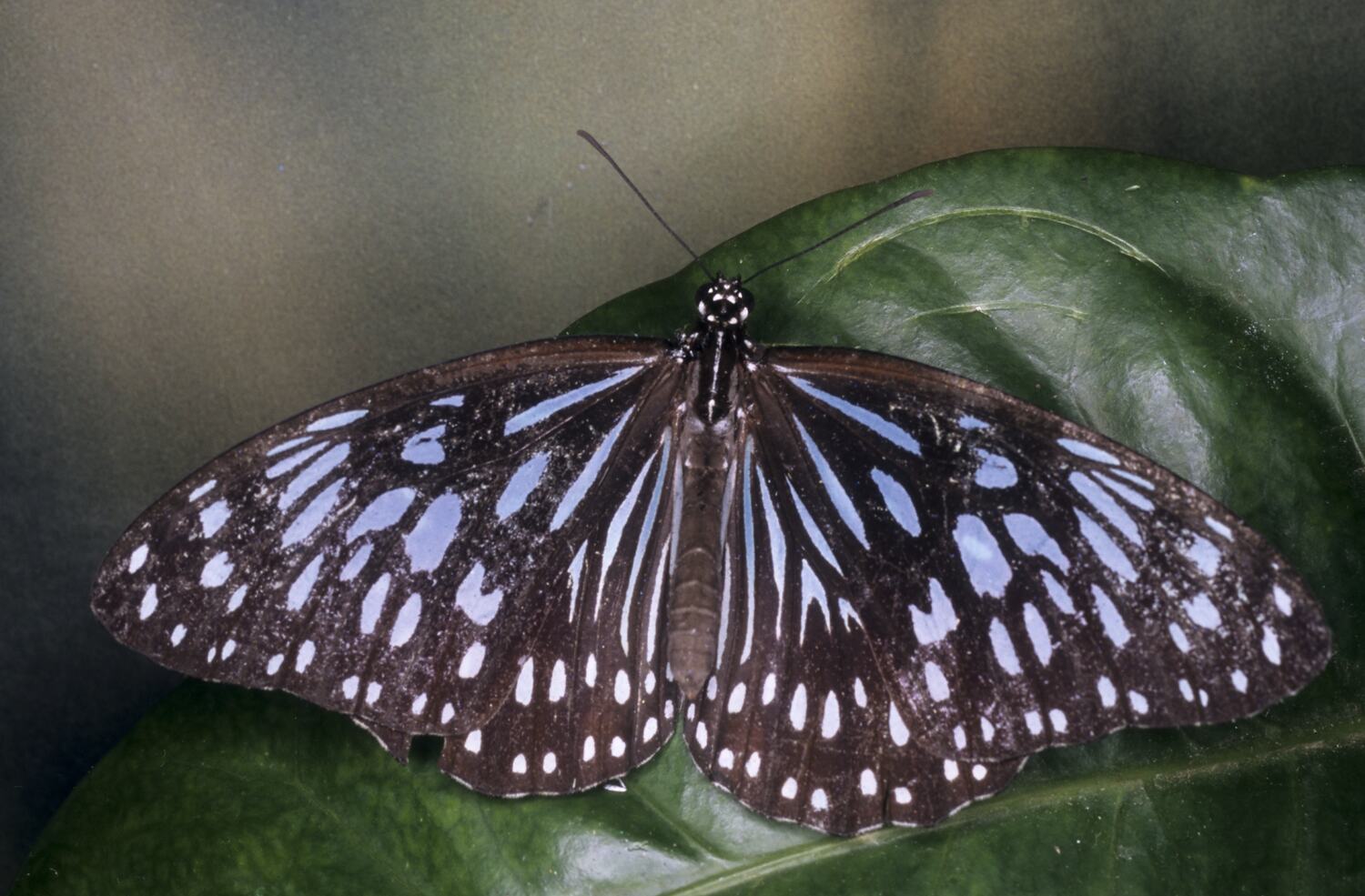 Tirumala hamata (Macleay, 1826), Blue Tiger
