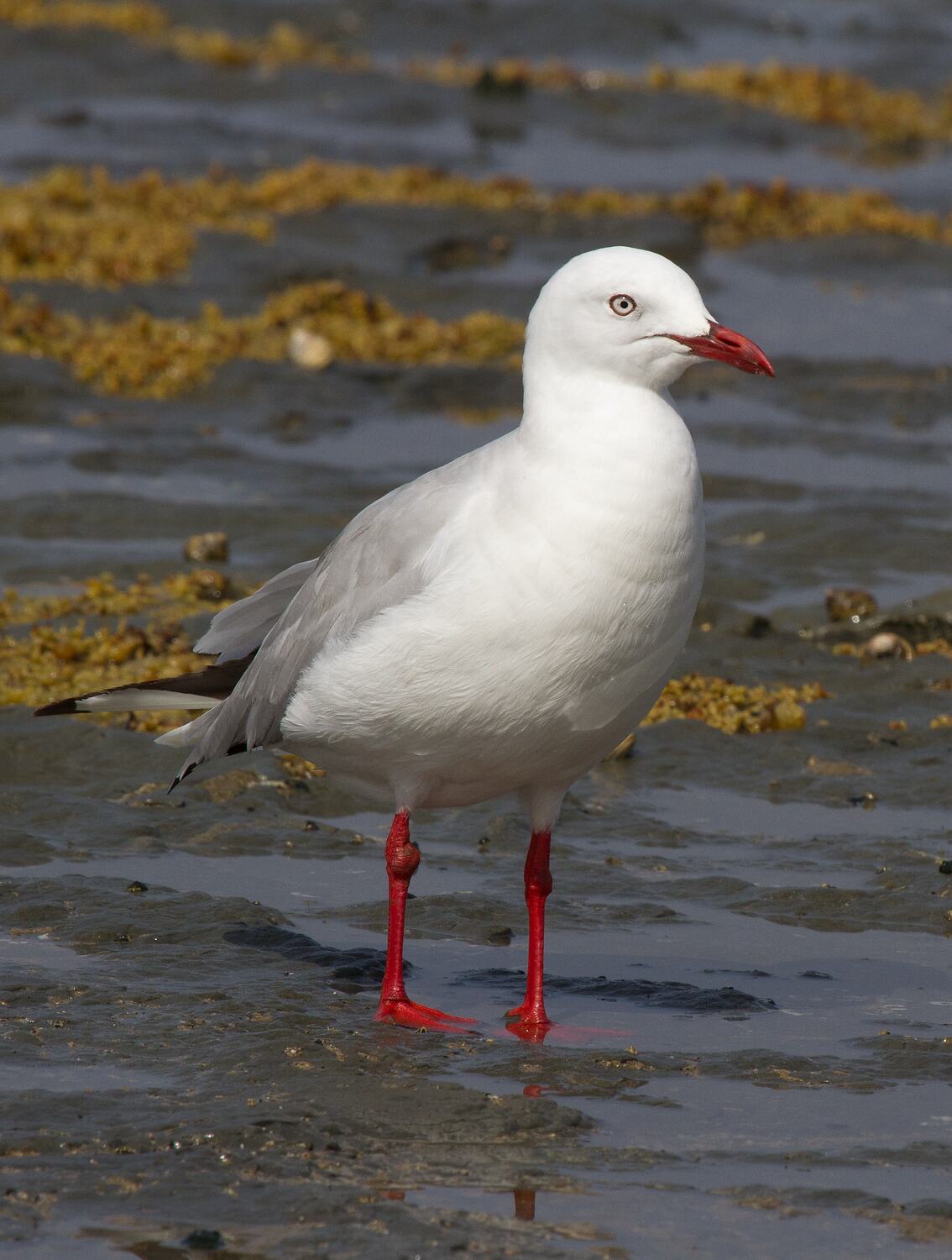 Larus novaehollandiae, Silver Gull