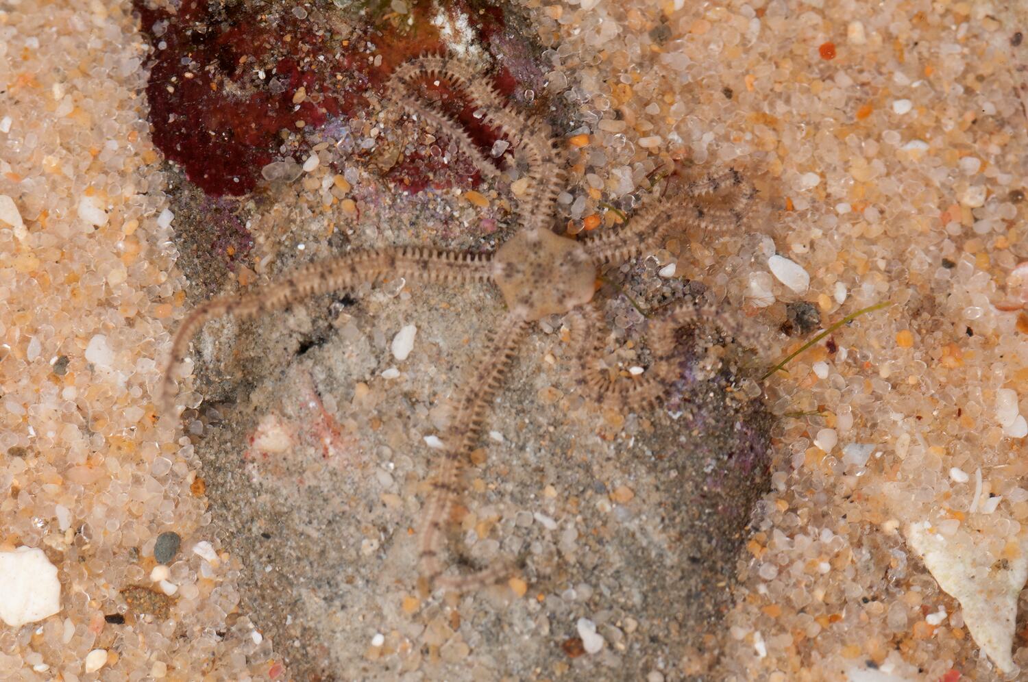 Amphiura constricta Lyman, 1879, Brittle Star