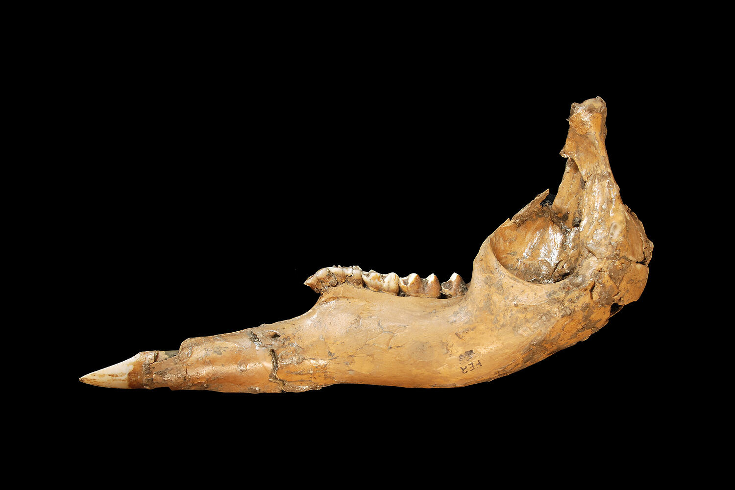 Macropus cf titan Owen, 1838