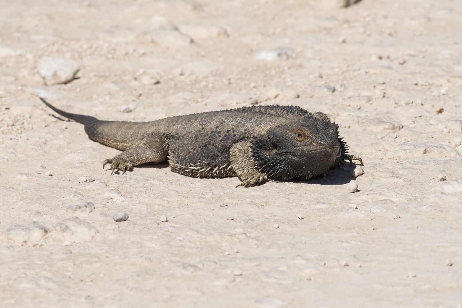 Pogona vitticeps (Ahl, 1926), Central Bearded Dragon