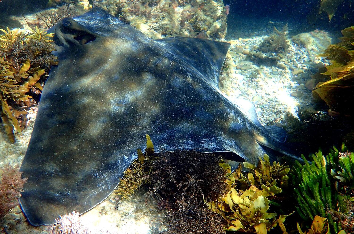 Myliobatis tenuicaudatus Hector, 1877, Southern Eagle Ray