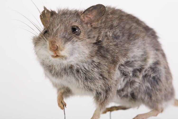 Pseudomys fumeus Brazenor, 1934