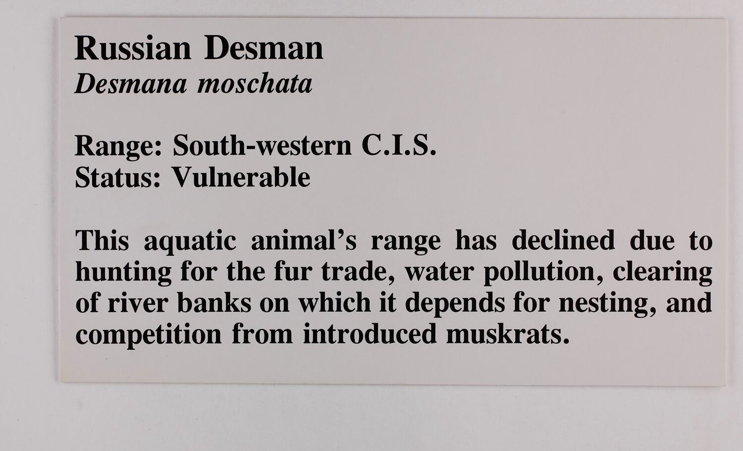 Exhibition Label - Russian Desman, Museum of Victoria, 1992