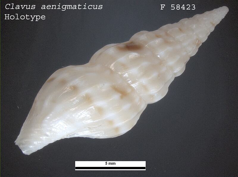 Clavus aenigmaticus Wells, 1991