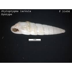 Styloptygma larvula Adams, 1862